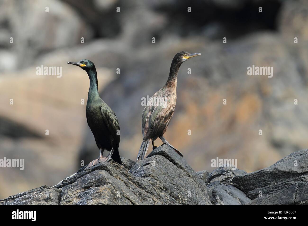 European shags hi-res stock photography and images - Alamy