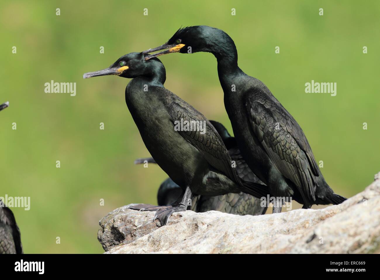 Two european shags phalacrocorax hi-res stock photography and images ...