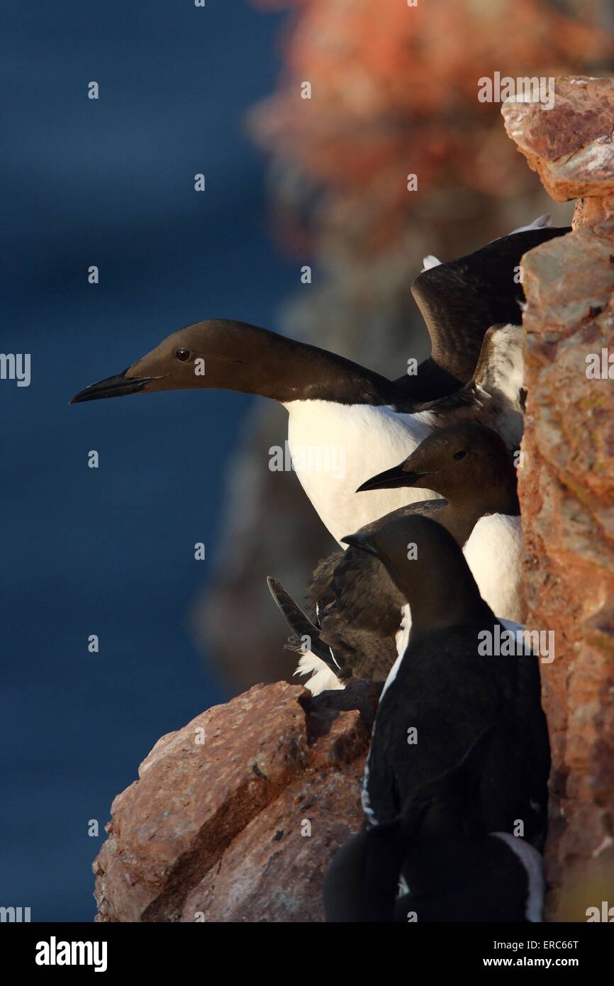 3 guillemots hi-res stock photography and images - Alamy