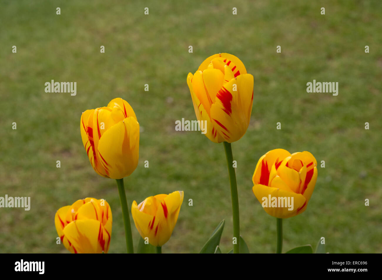 Tulip Olympic Flame Stock Photo - Alamy