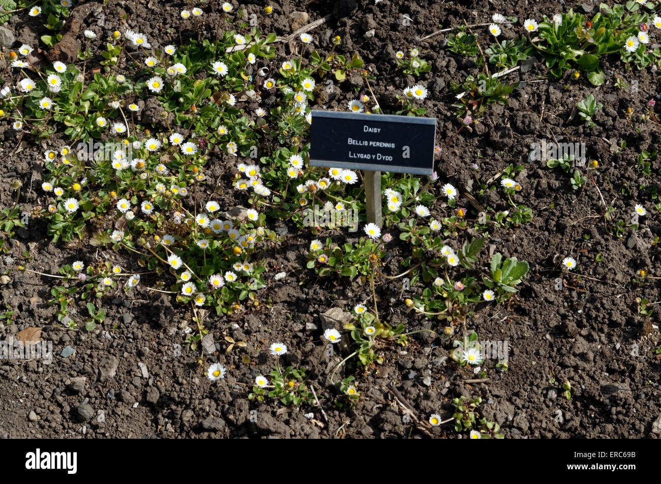 Daisy bellis perennis, Physic Garden, Cowbridge, Vale of Glamorgan ...