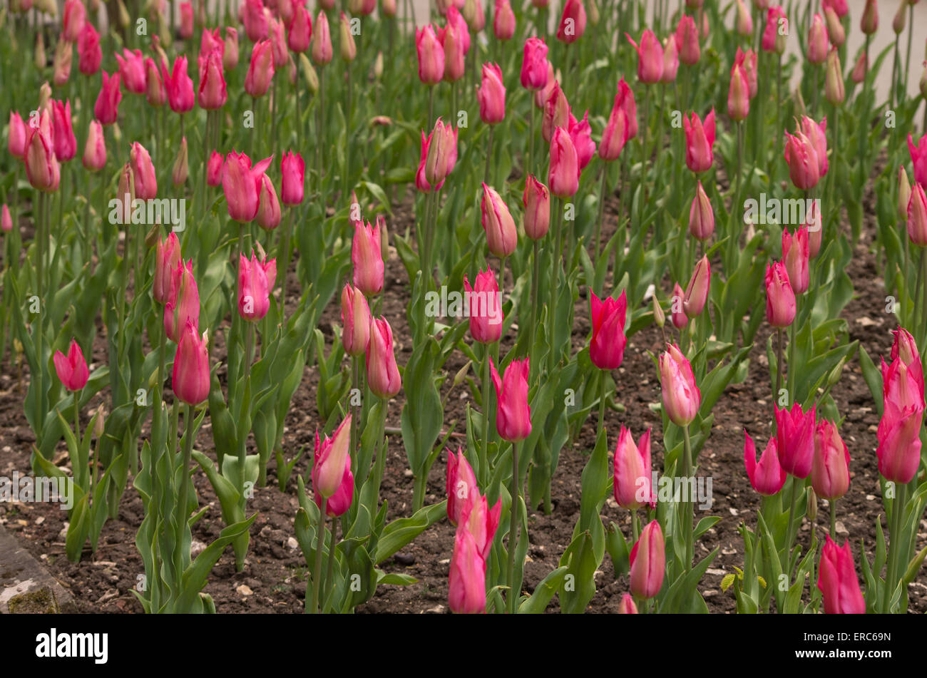 Tulip tulipa mariette hi-res stock photography and images - Alamy