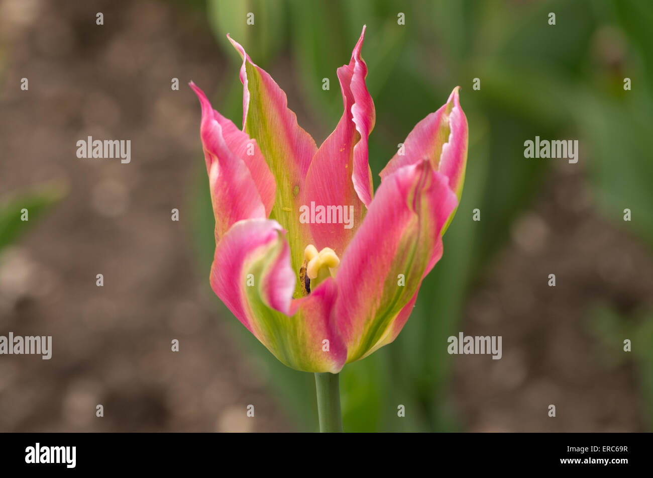 Greenland tulips hi-res stock photography and images - Alamy