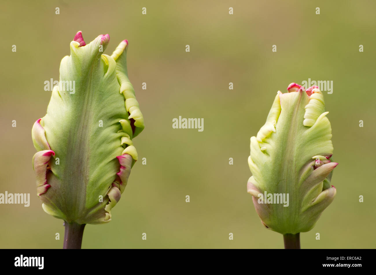 Parrot flower hi-res stock photography and images - Alamy