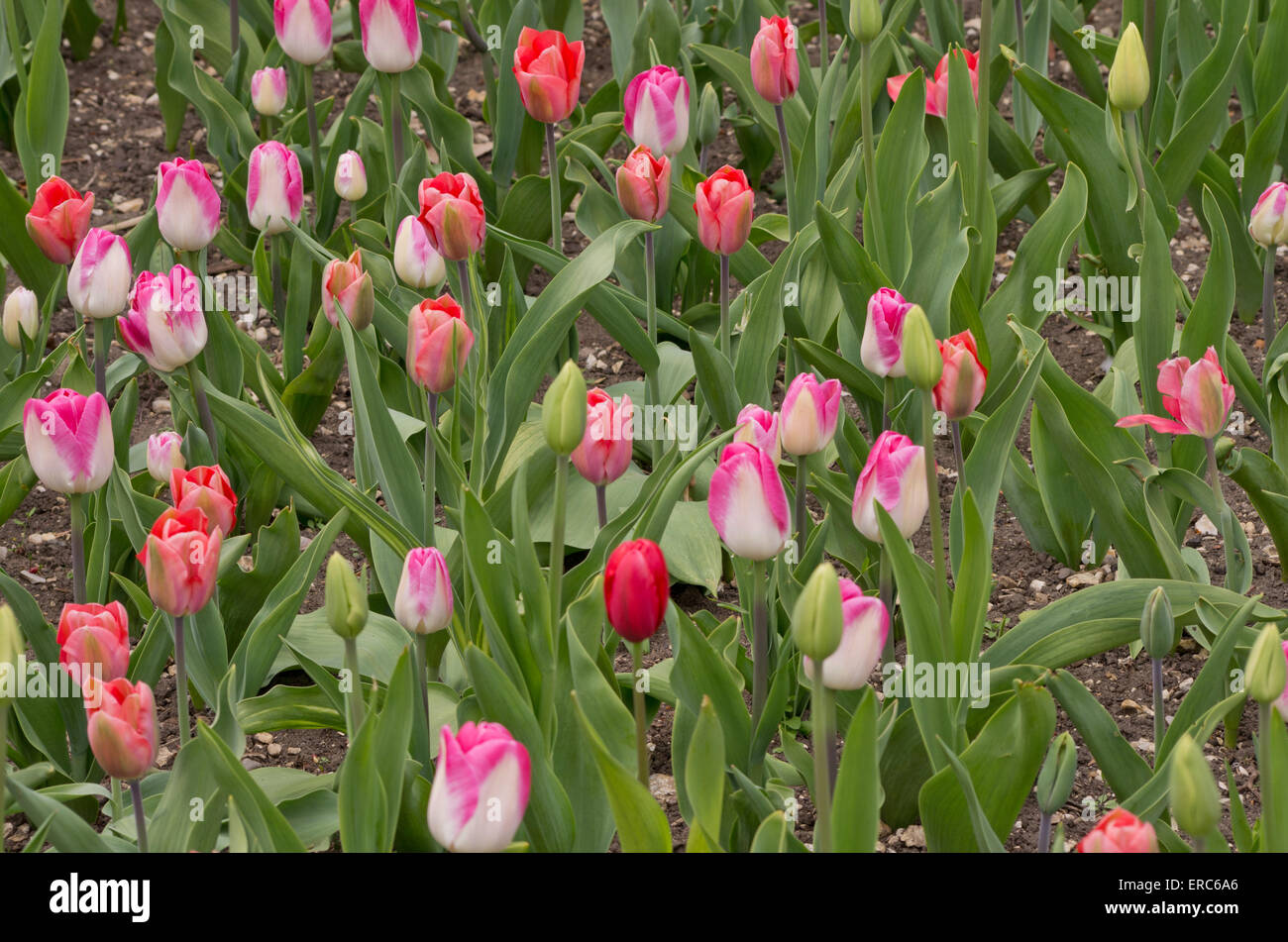 Mixed tulips hi-res stock photography and images - Alamy