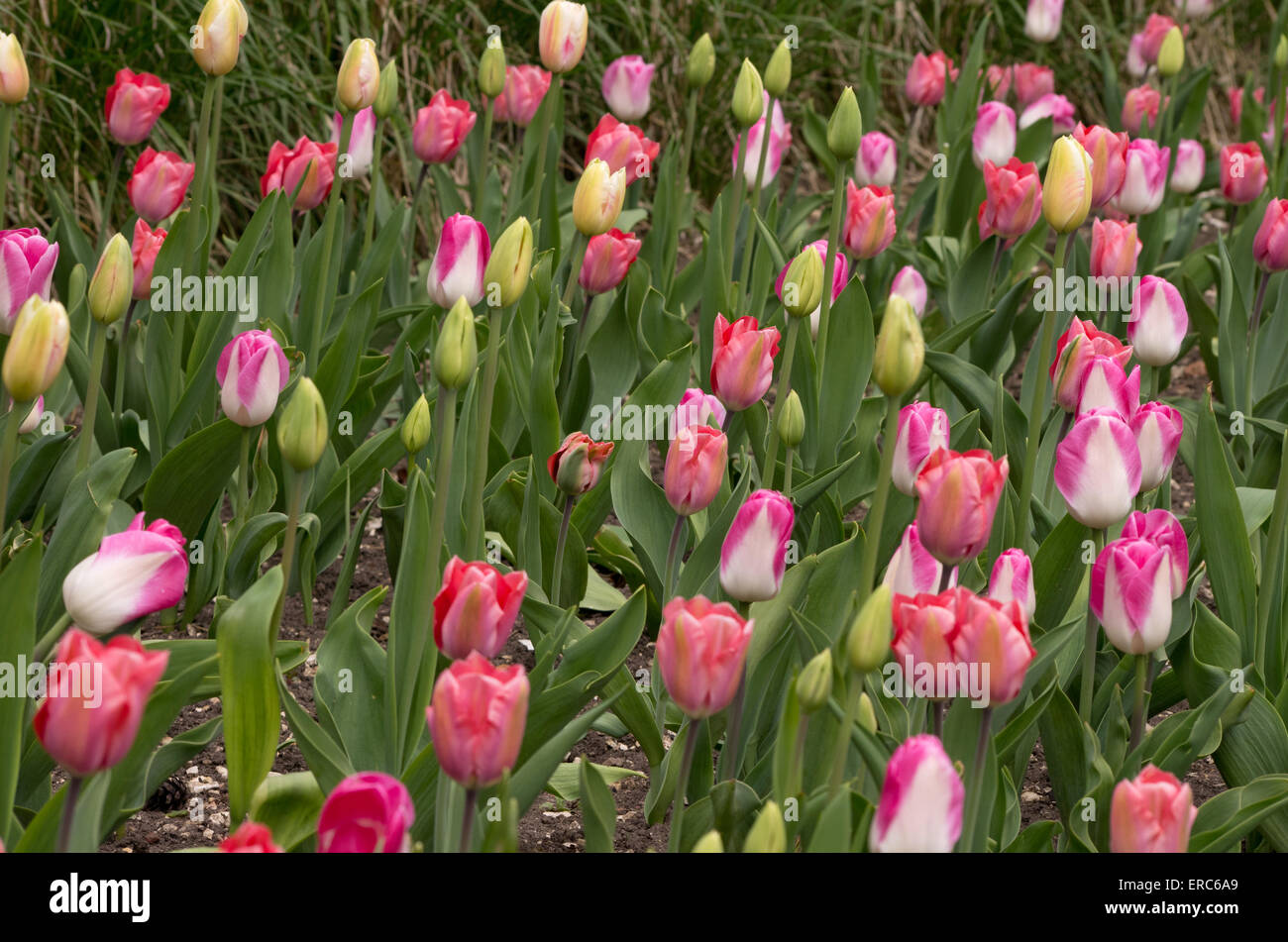 Tulips mixed garden hi-res stock photography and images - Alamy