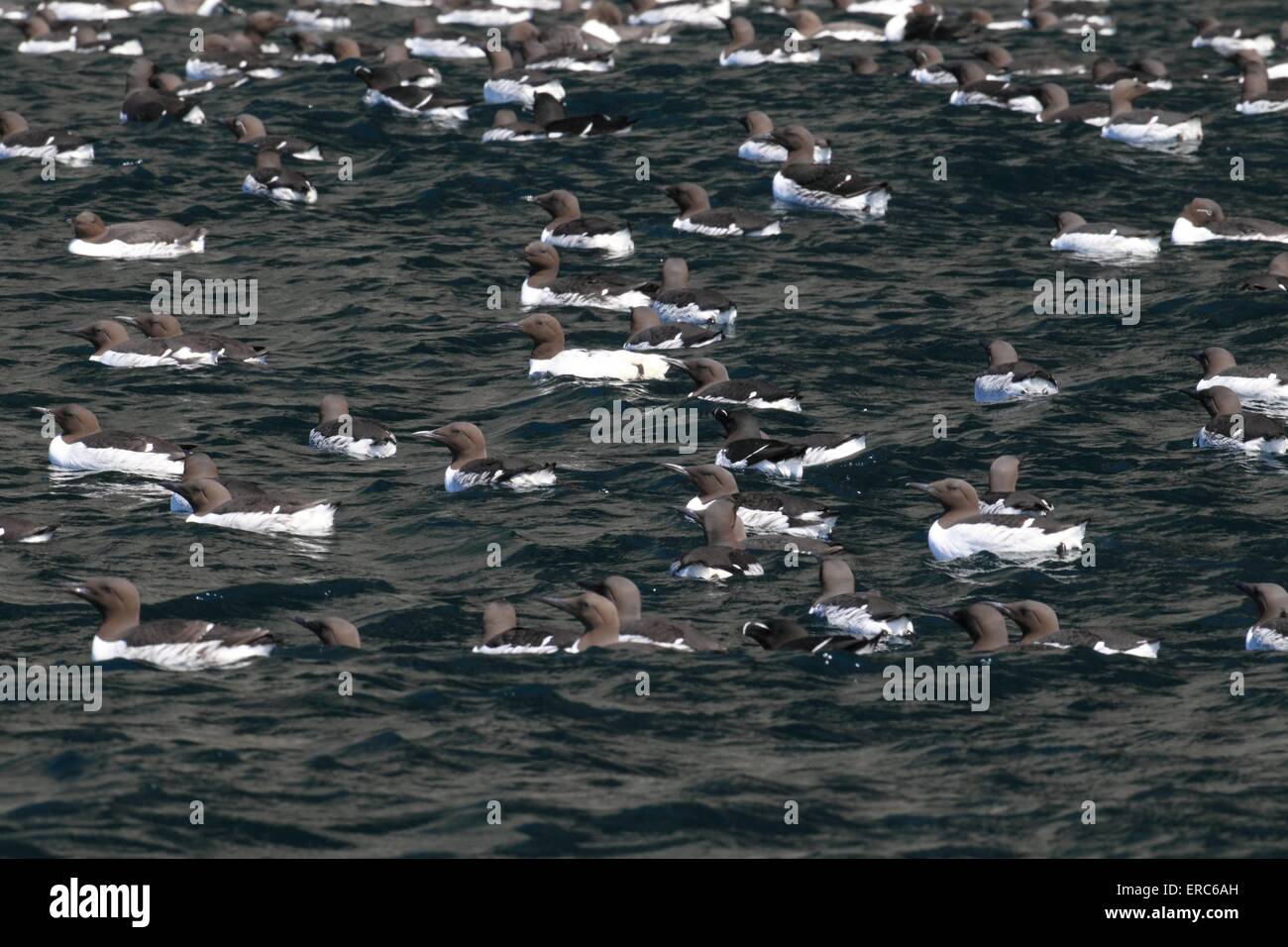 Group of guillemots hi-res stock photography and images - Alamy