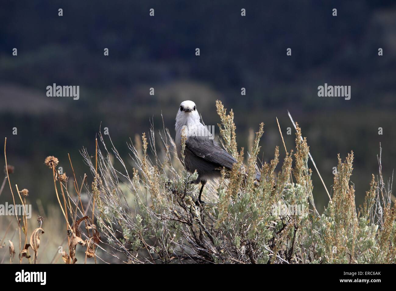 Jays bird hi-res stock photography and images - Alamy