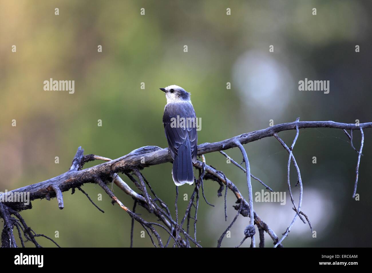 Grey jay bird hi-res stock photography and images - Alamy