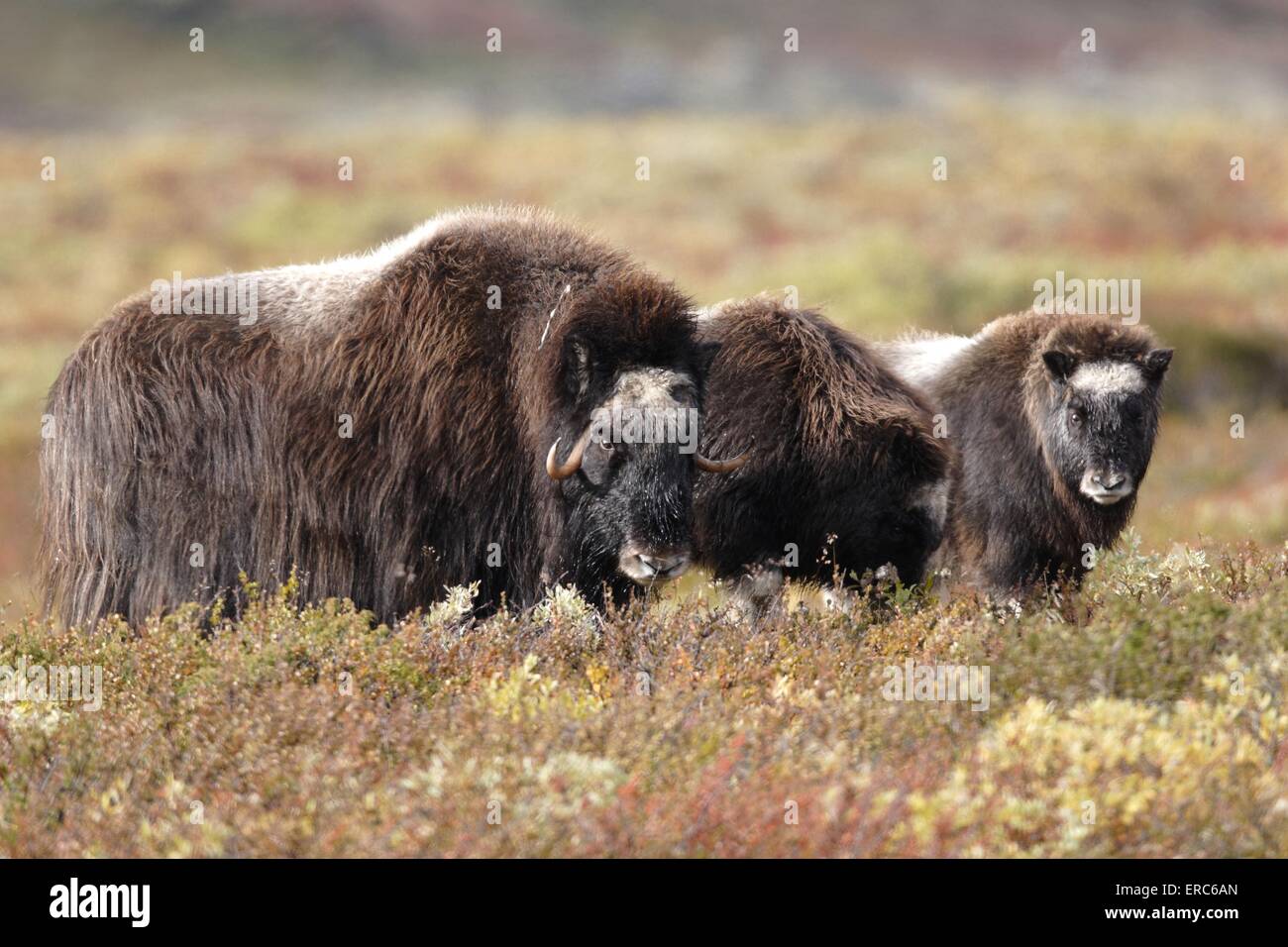 Baby musk ox hi-res stock photography and images - Alamy