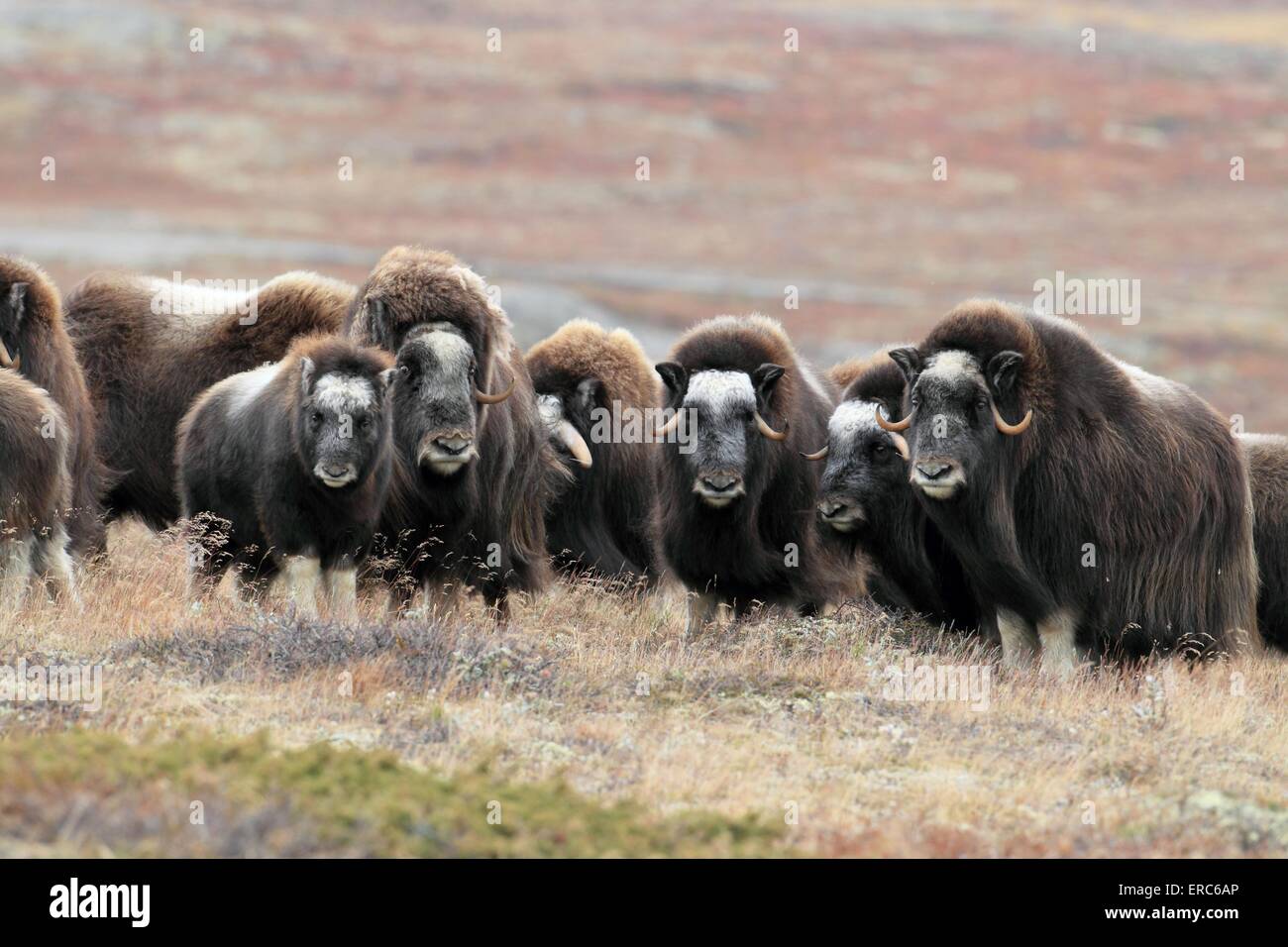 Musk ox baby hi-res stock photography and images - Alamy