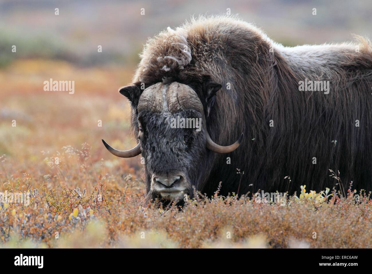 Musk oxes ovibos moschatus hi-res stock photography and images - Alamy