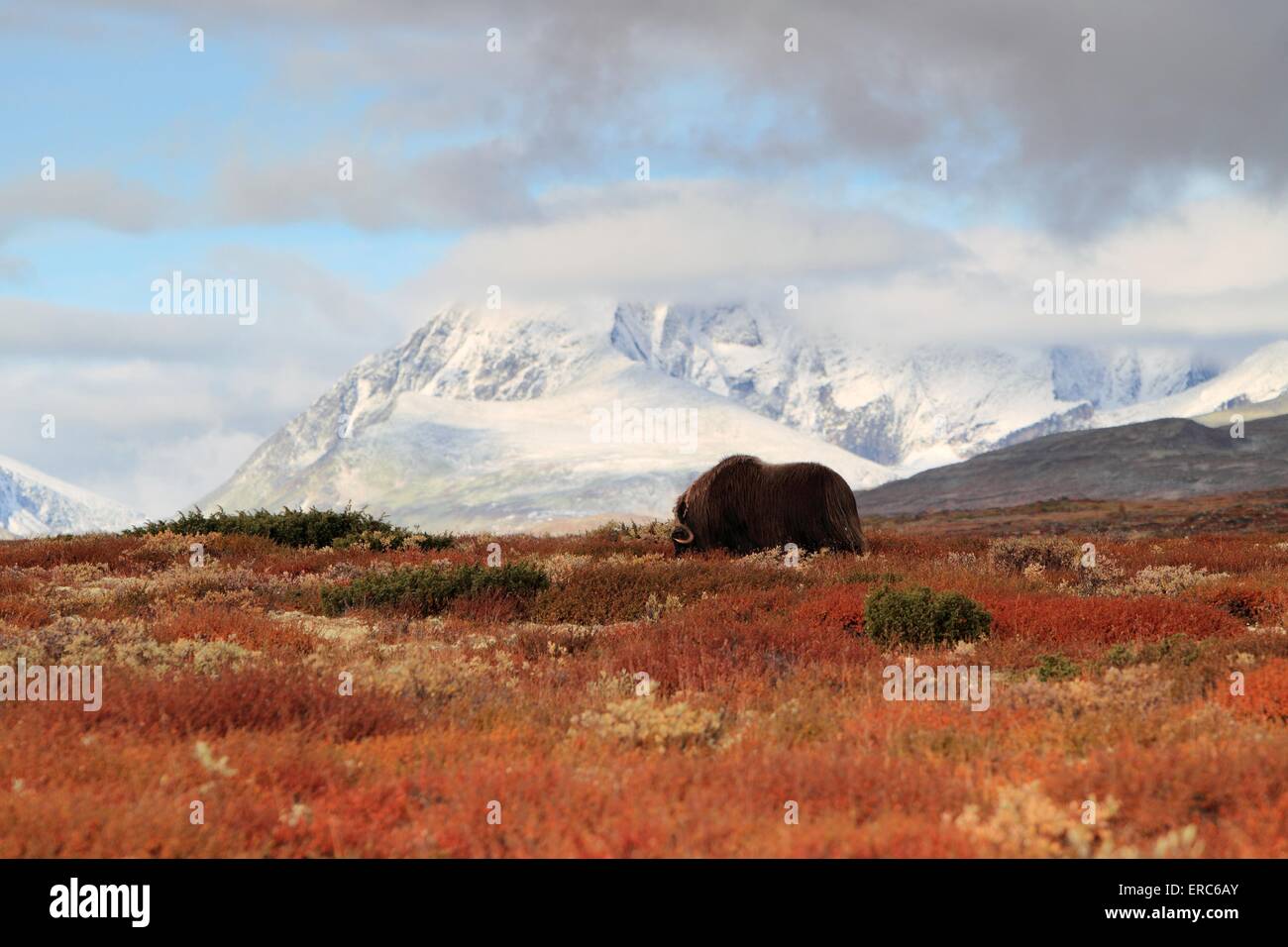 Musk oxes ovibos moschatus hi-res stock photography and images - Alamy