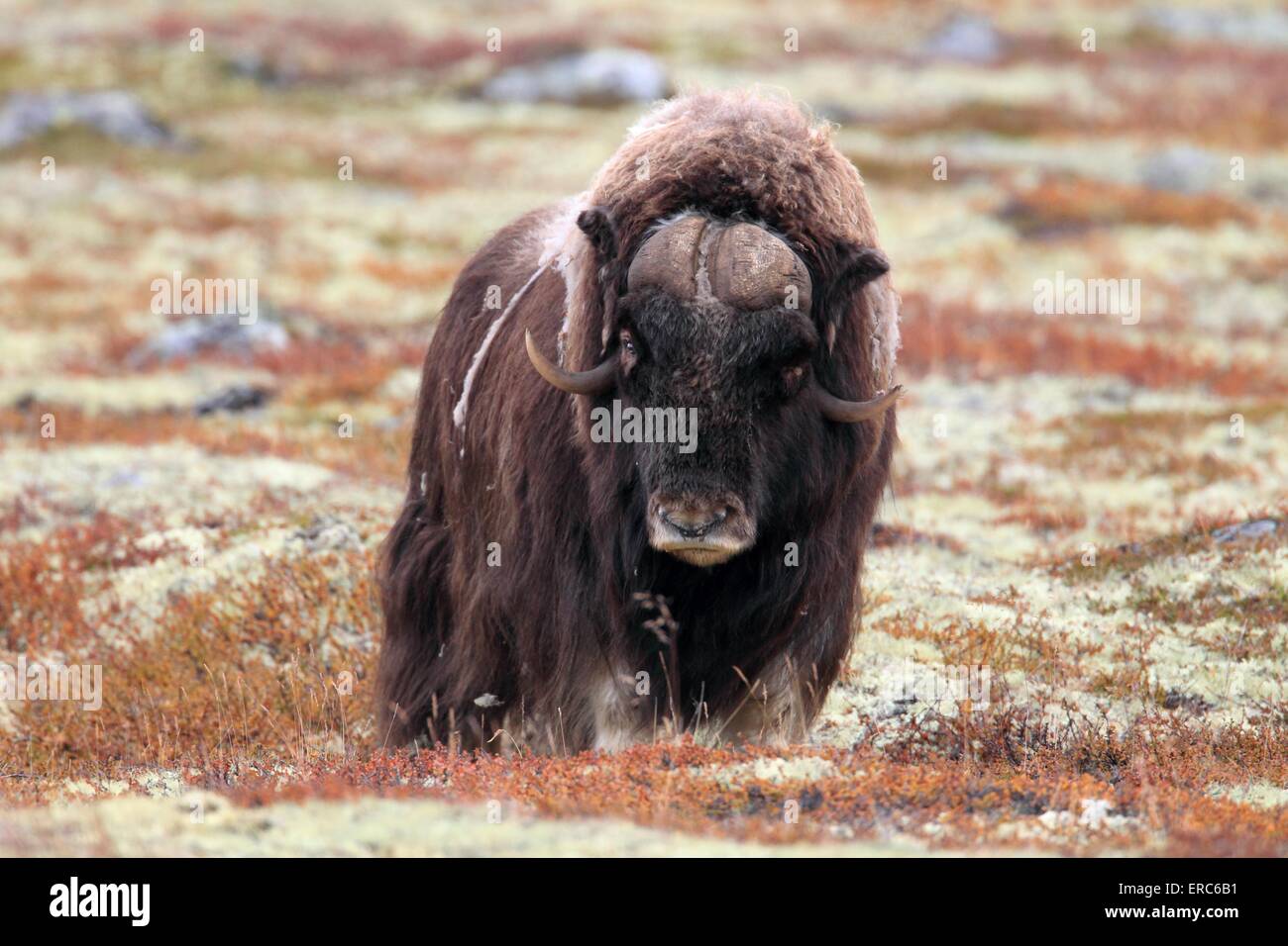 Musk oxes ovibos moschatus hi-res stock photography and images - Alamy
