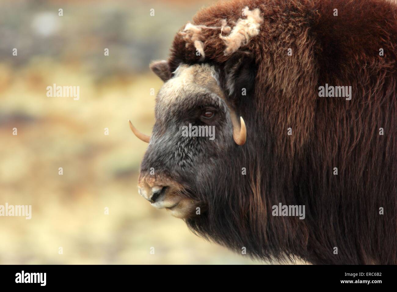 Musk ox side view hi-res stock photography and images - Alamy