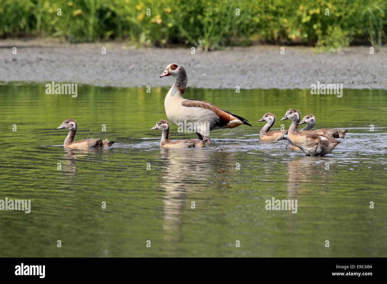 Egyptian ducks hi-res stock photography and images - Alamy