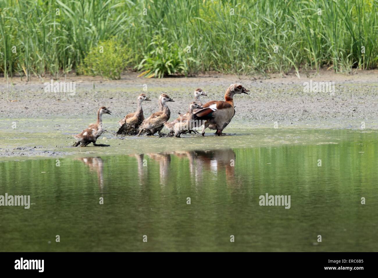 Egyptian ducks hi-res stock photography and images - Alamy