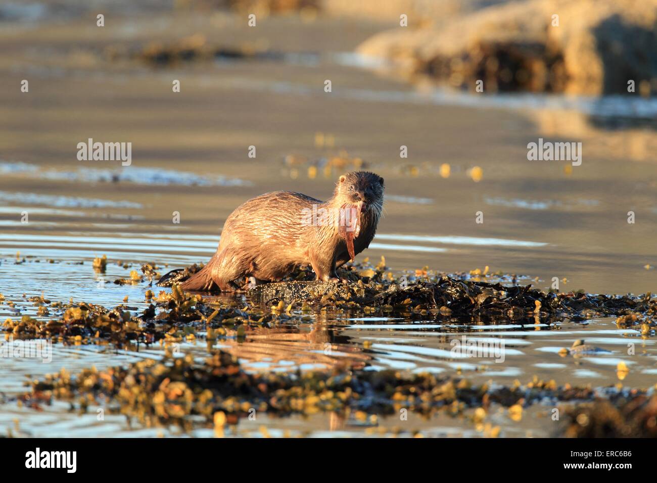 Sea otter eating fish on shore hi-res stock photography and images - Alamy
