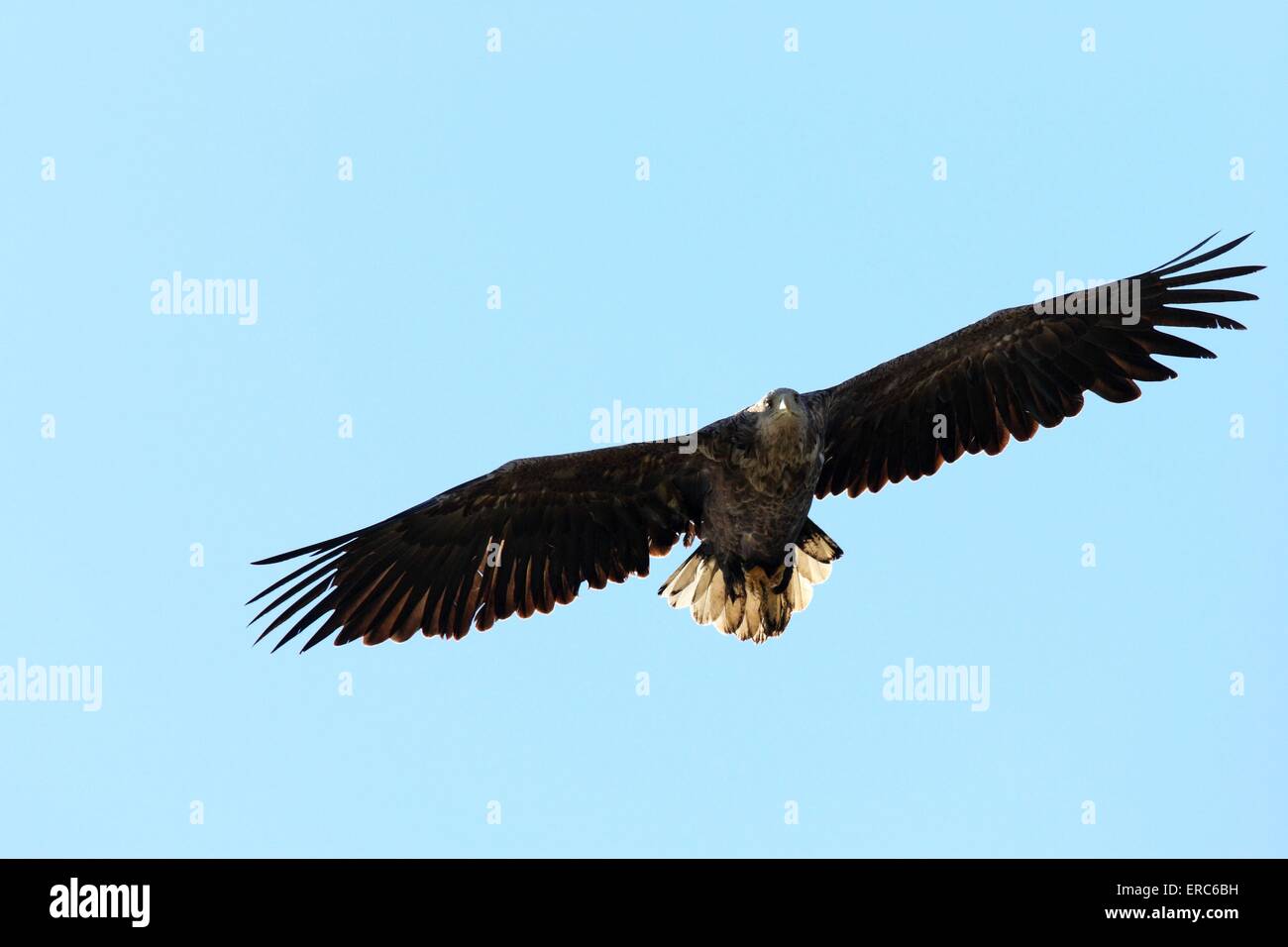 white-tailed sea eagle Stock Photo - Alamy