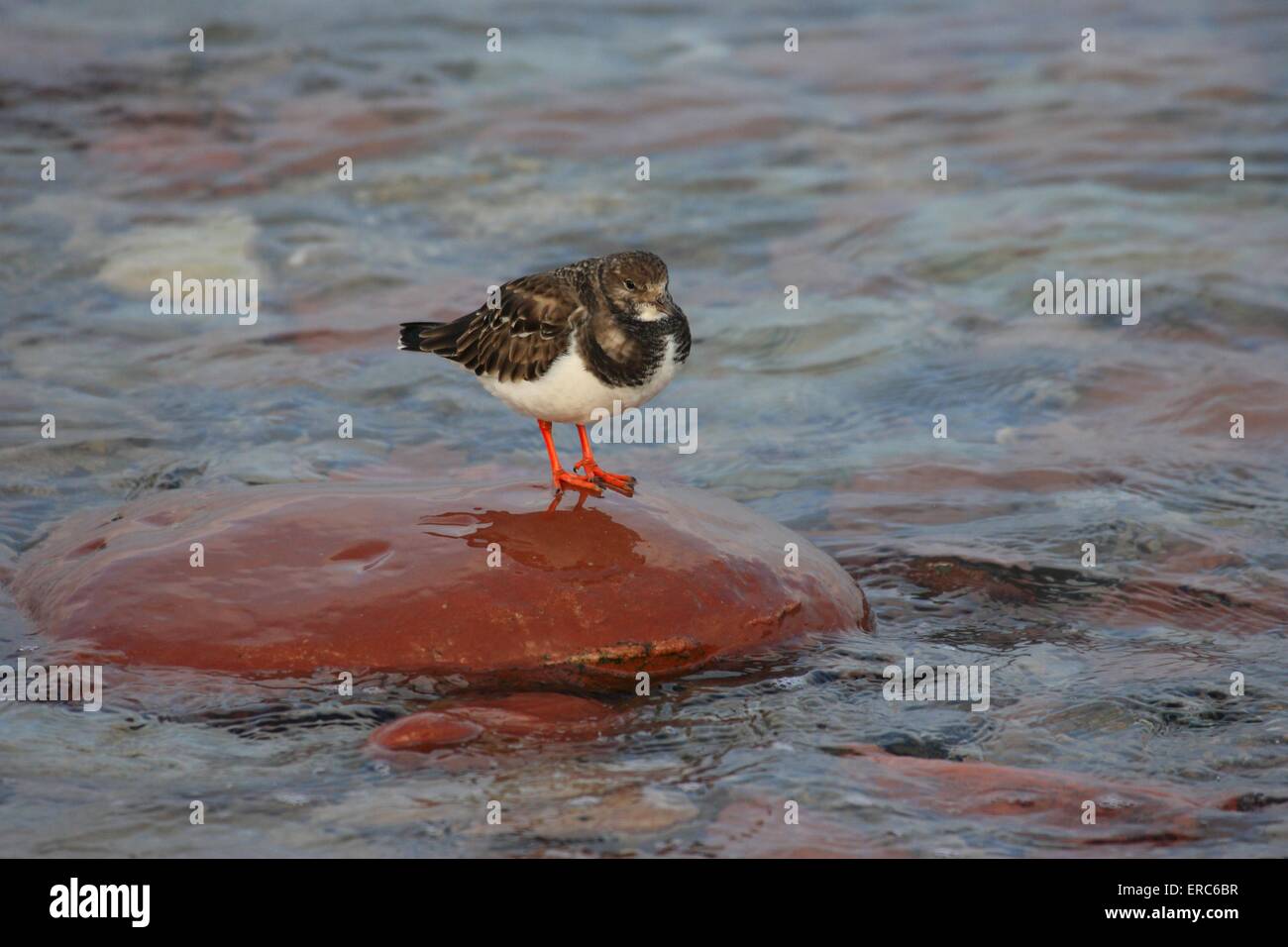 Turnstone bird side view hi-res stock photography and images - Alamy