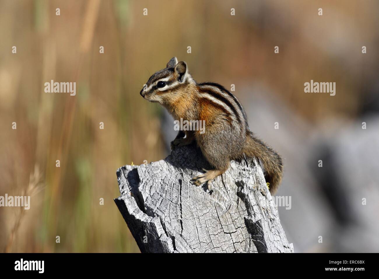 Chipmunks hi-res stock photography and images - Alamy