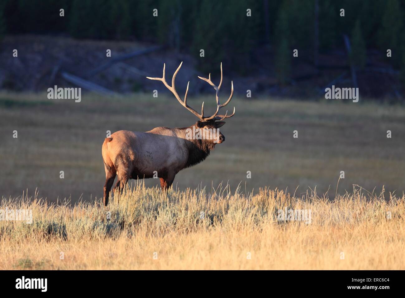 Wapitis hi-res stock photography and images - Alamy