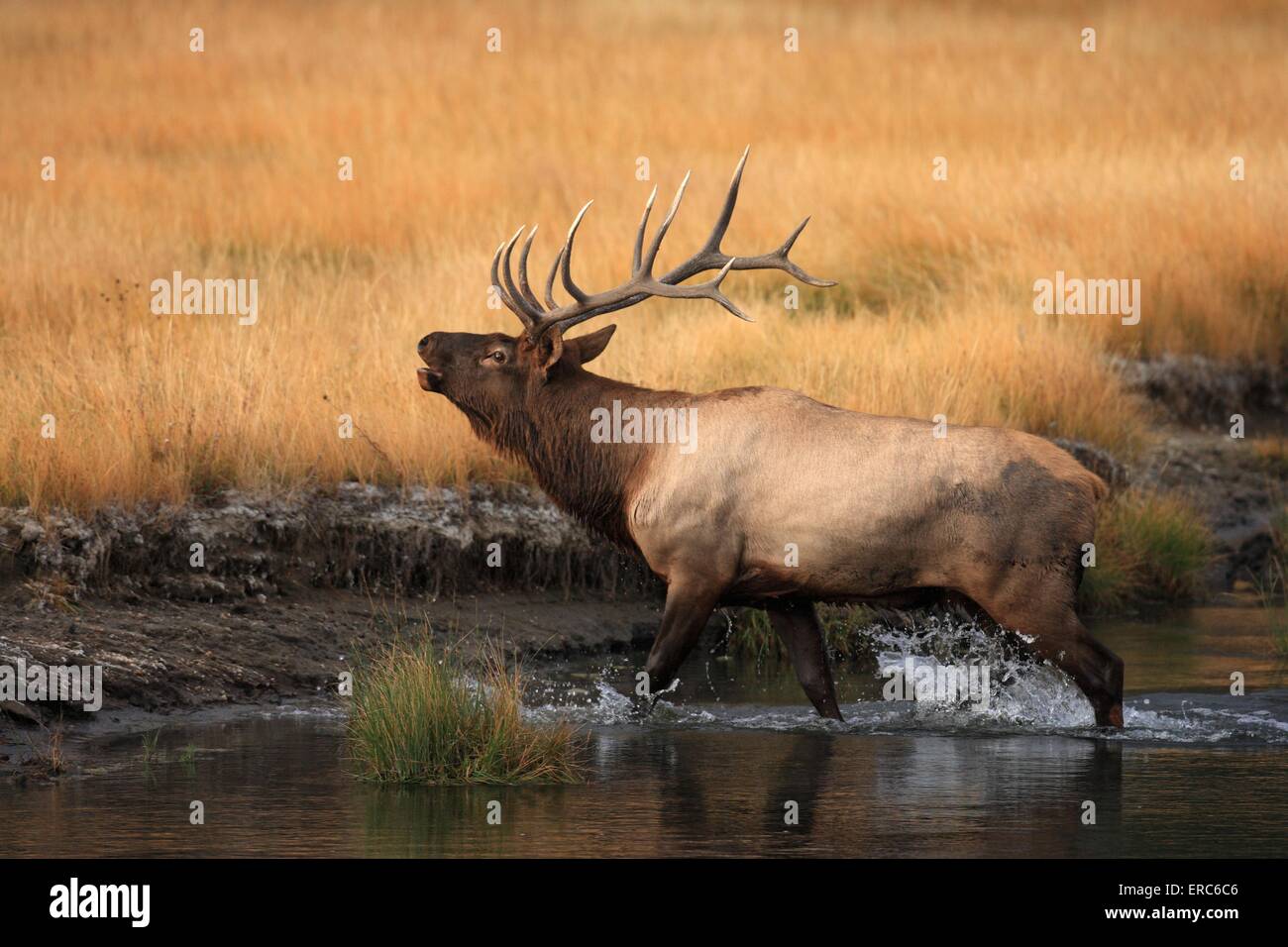 Wapiti game hi-res stock photography and images - Alamy
