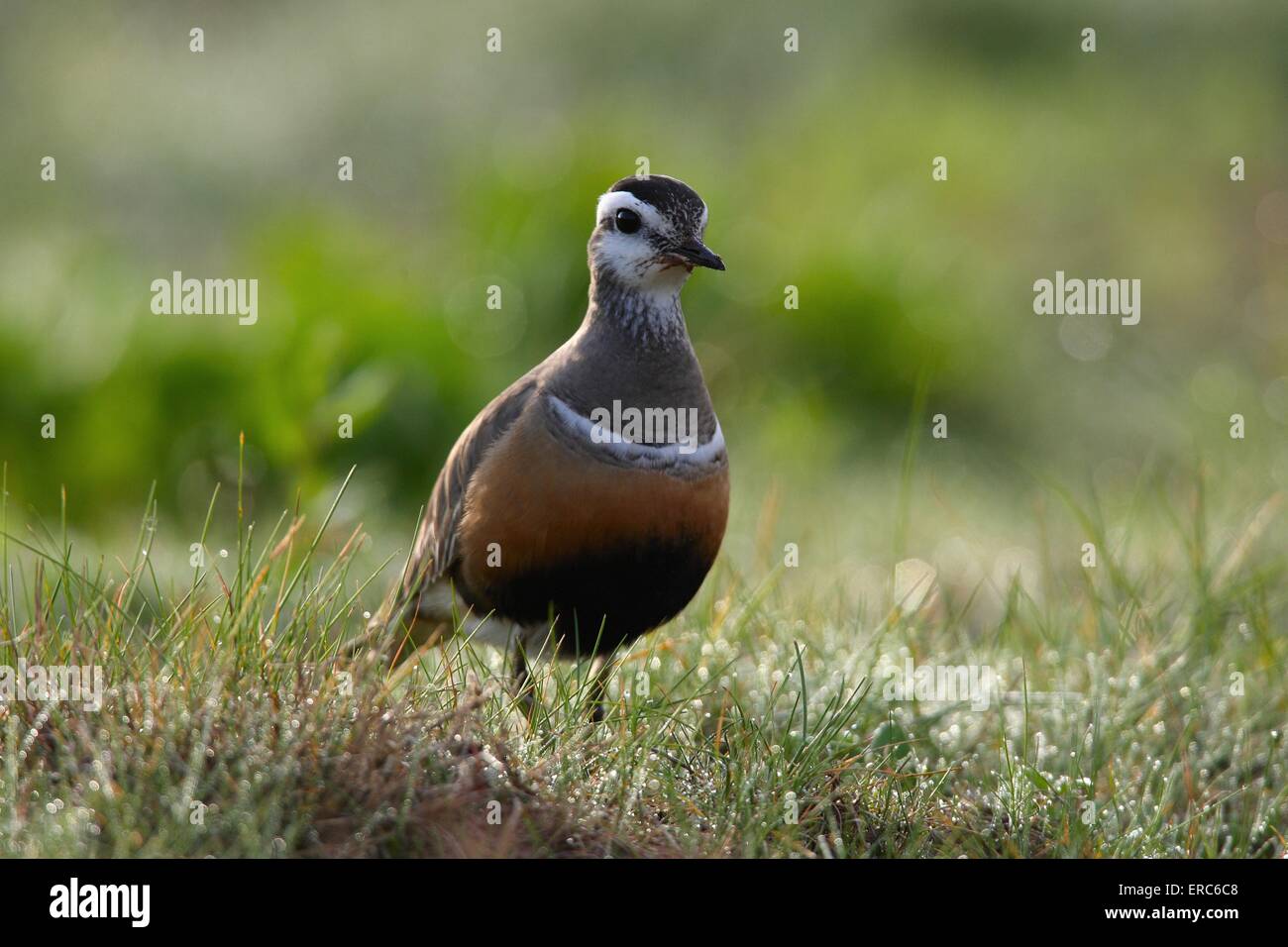 Dotterels hi-res stock photography and images - Alamy