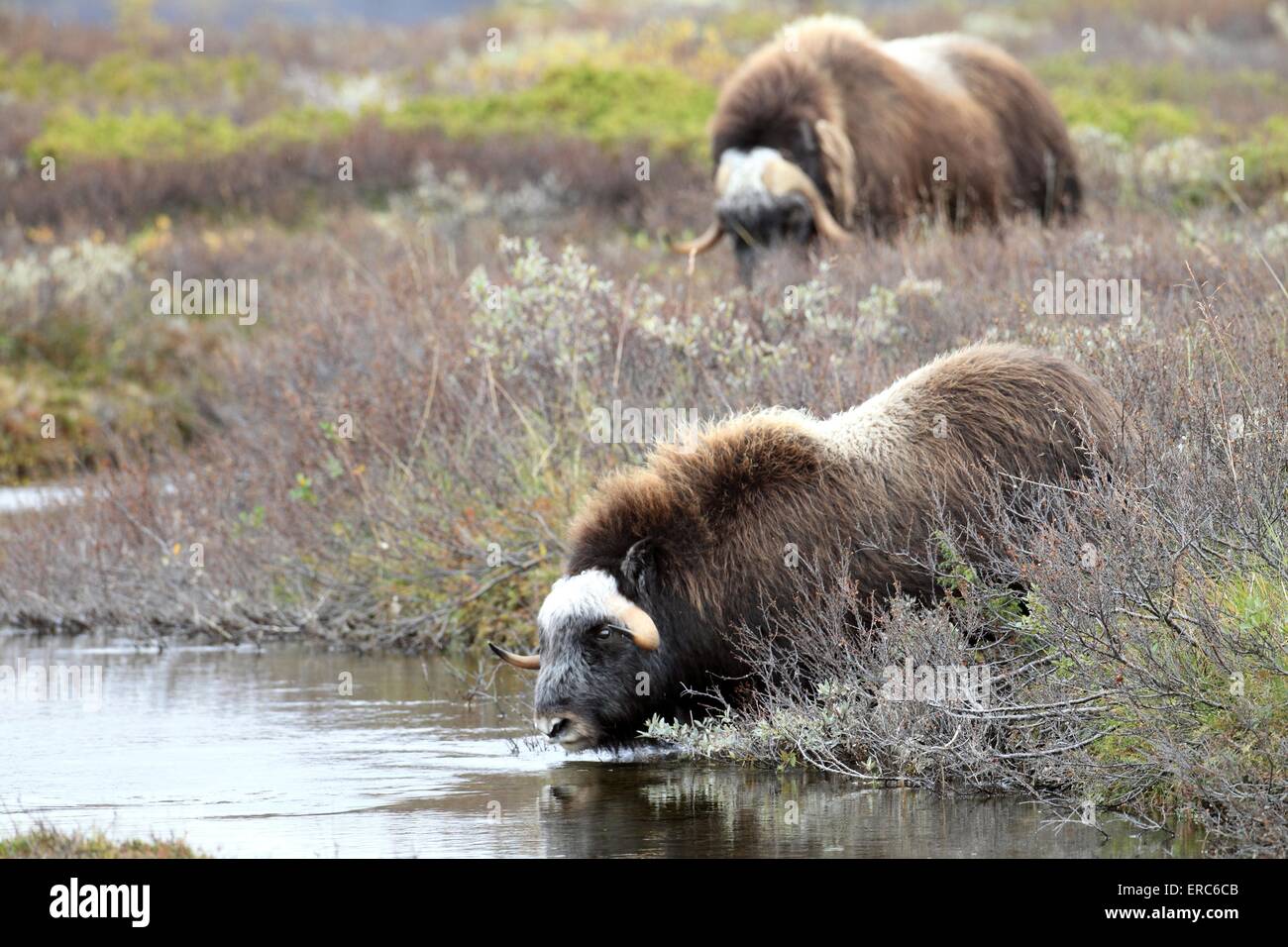 Two oxes 2 oxes hi-res stock photography and images - Alamy