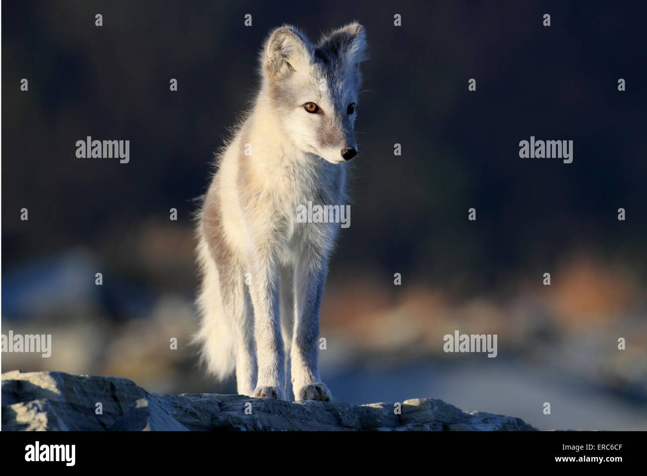 Arctic fox alopex lagopus adult hi-res stock photography and images - Alamy