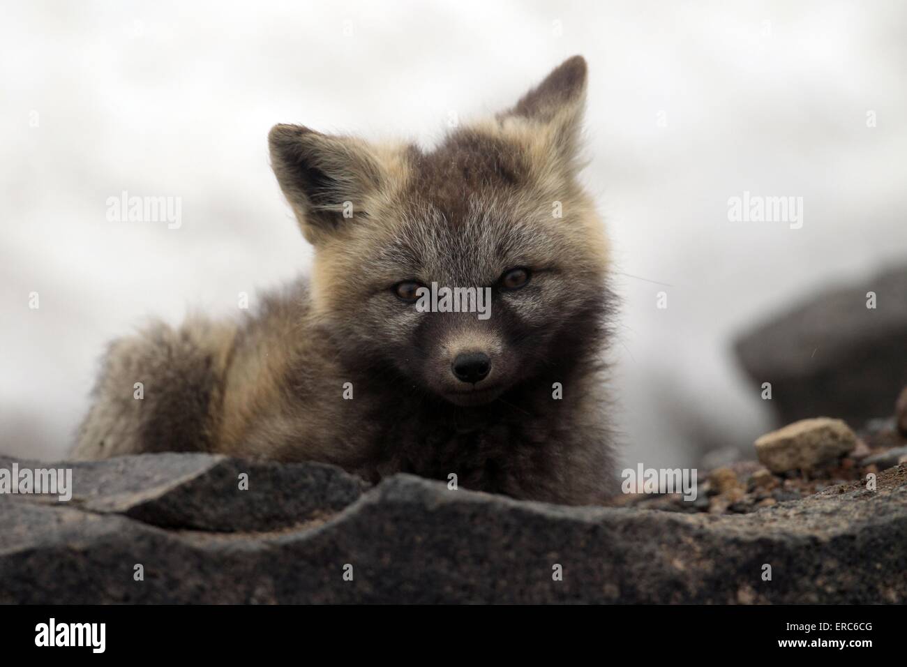 Silver fox vulpes vulpes lying hi-res stock photography and images - Alamy