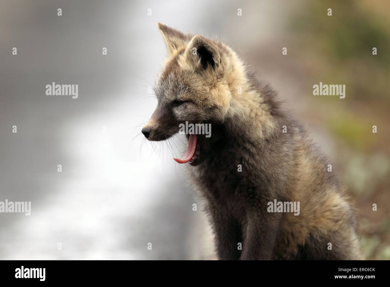 Silver foxes hi-res stock photography and images - Alamy