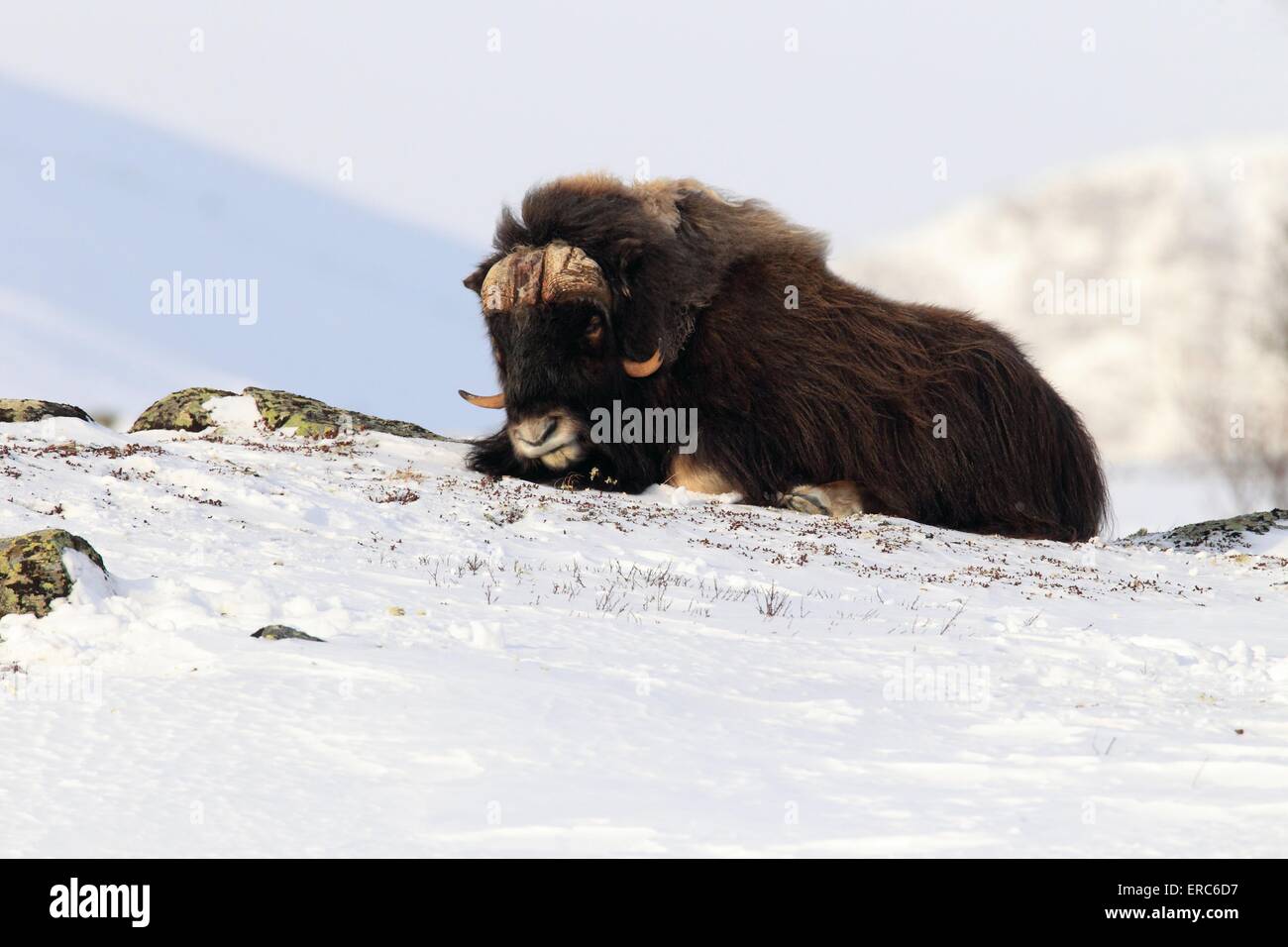 Musk oxes ovibos moschatus hi-res stock photography and images - Alamy