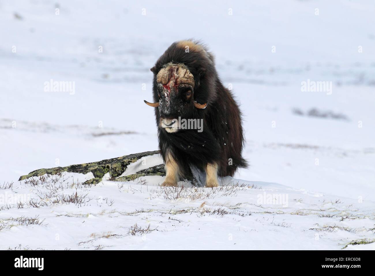 Musk oxes ovibos moschatus hi-res stock photography and images - Alamy