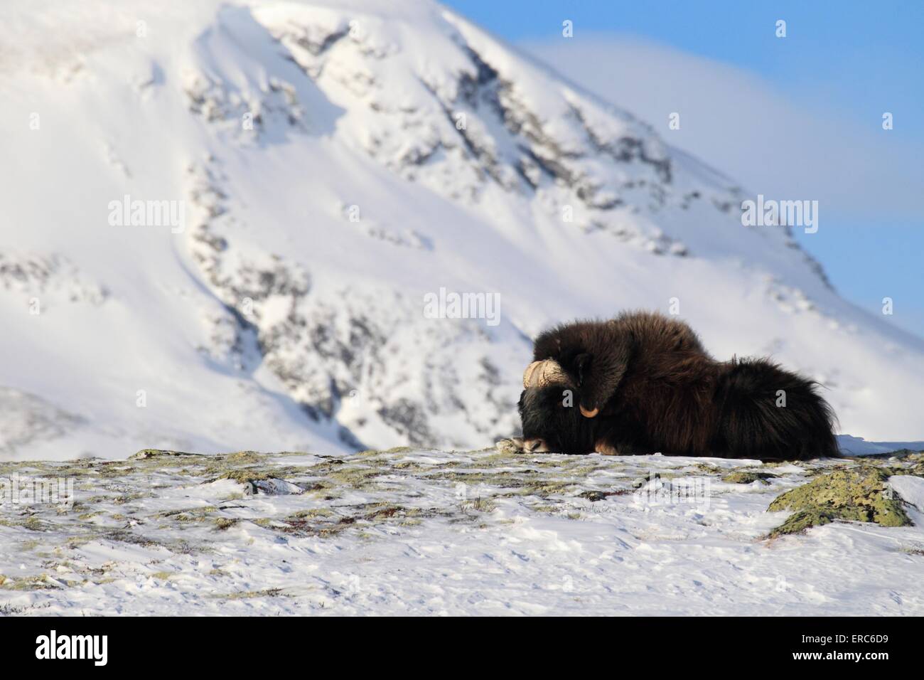 Musk ox side view hi-res stock photography and images - Alamy