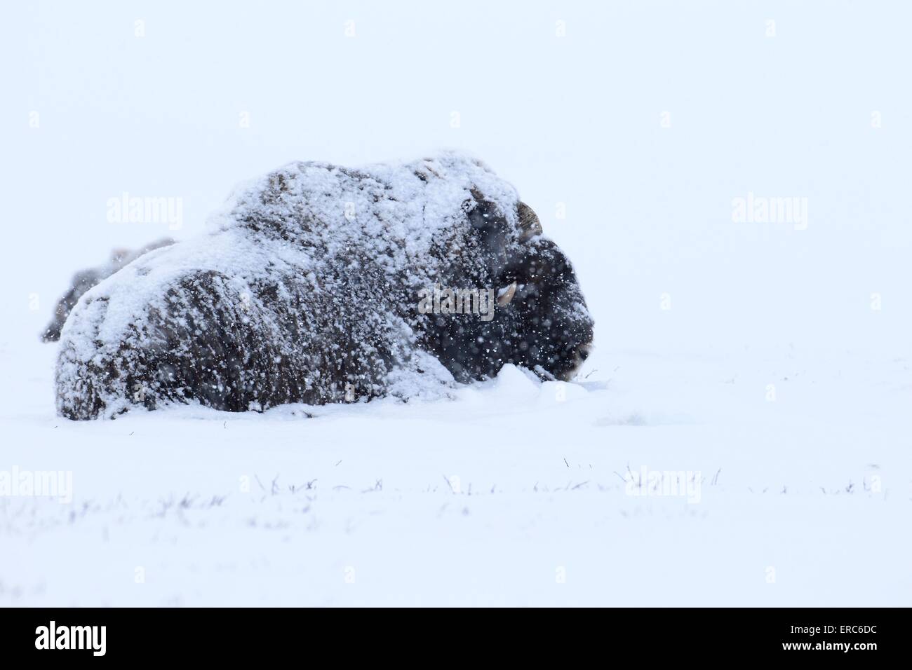 Musk ox side view hi-res stock photography and images - Alamy