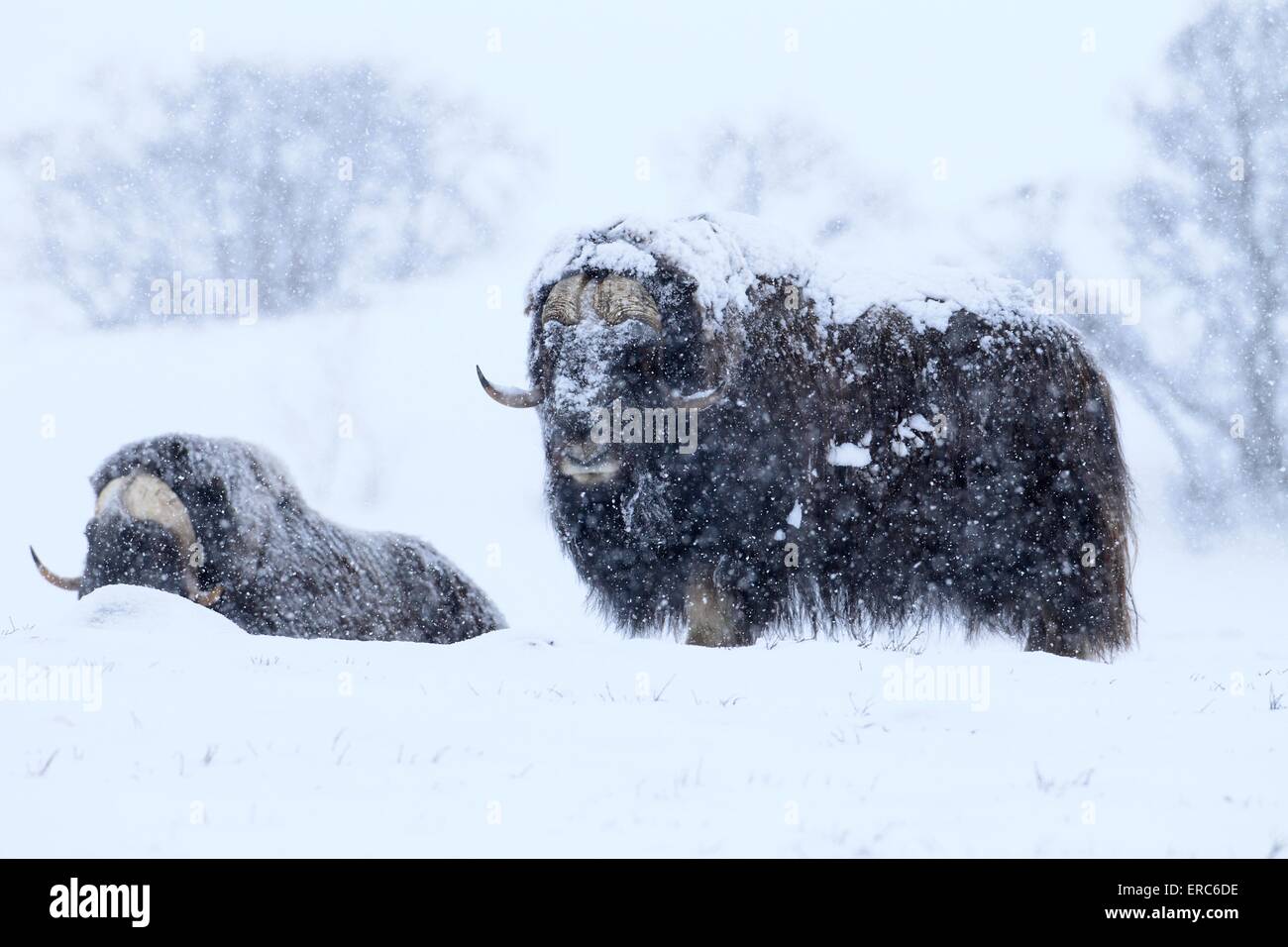 Two oxes hi-res stock photography and images - Alamy