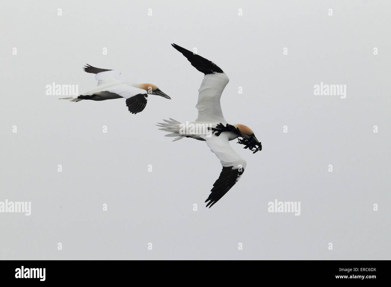 Two adult gannets hi-res stock photography and images - Alamy