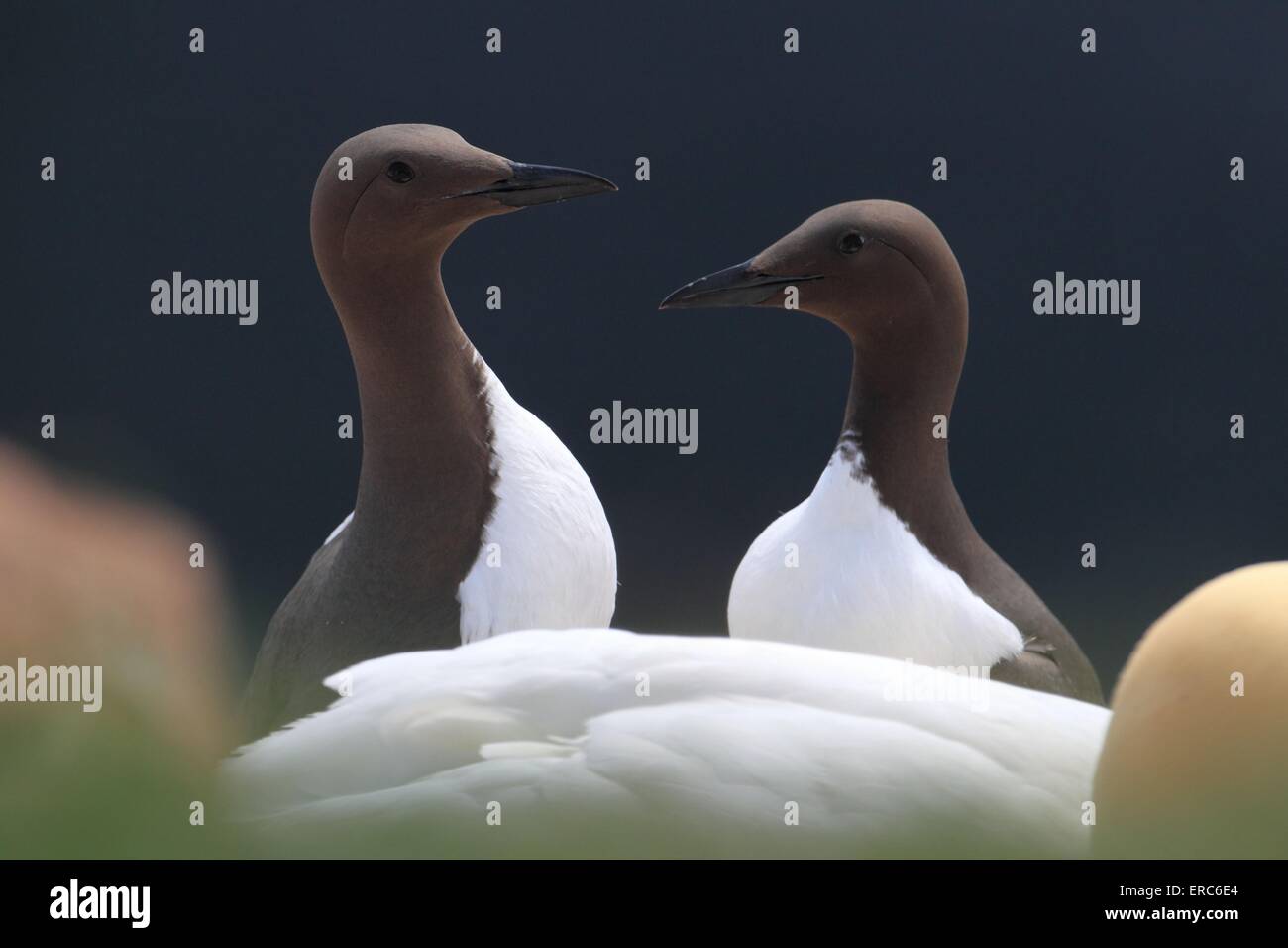 Murres and guillemots hi-res stock photography and images - Alamy