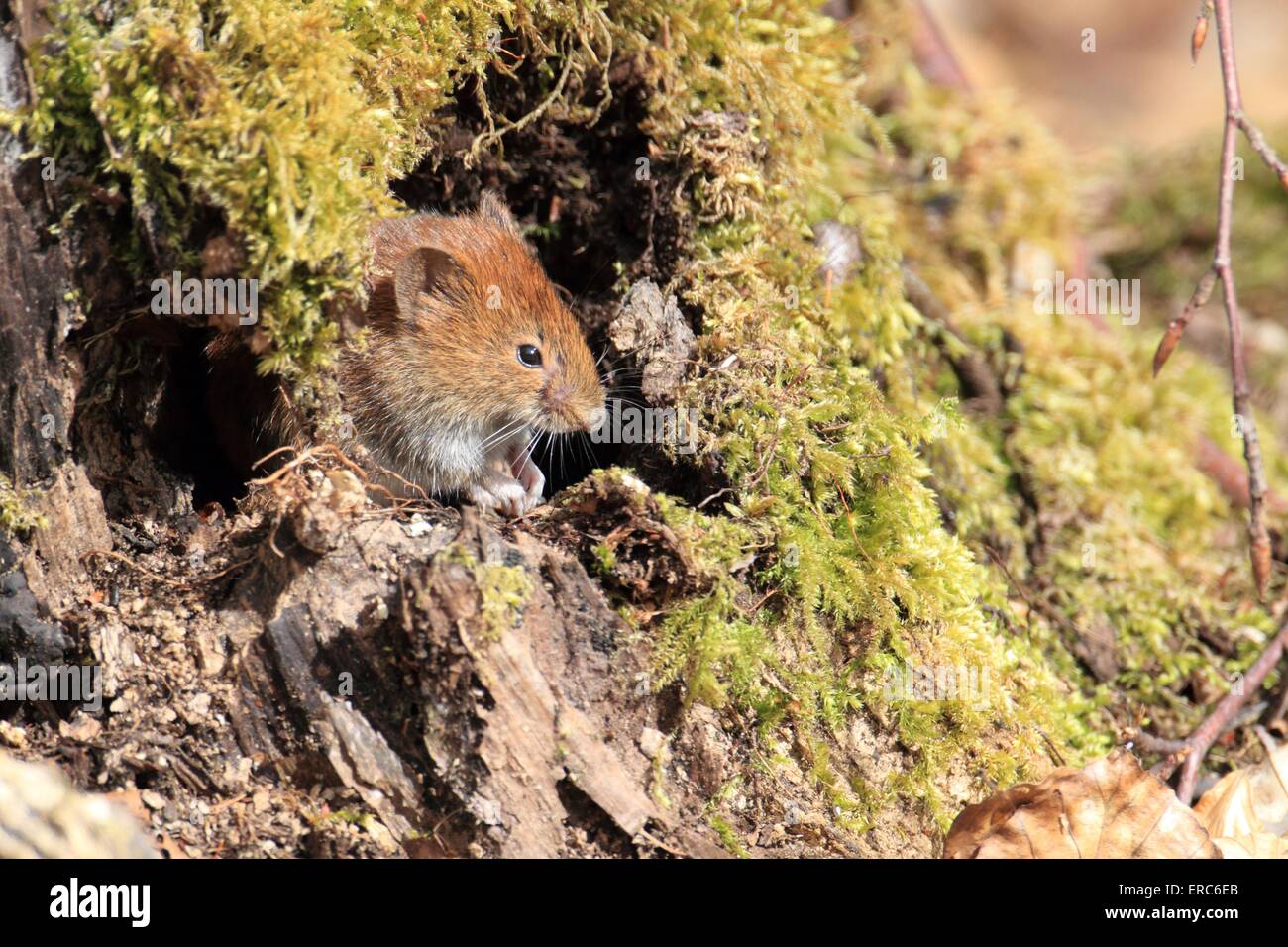 Vole Voles High Resolution Stock Photography and Images - Alamy