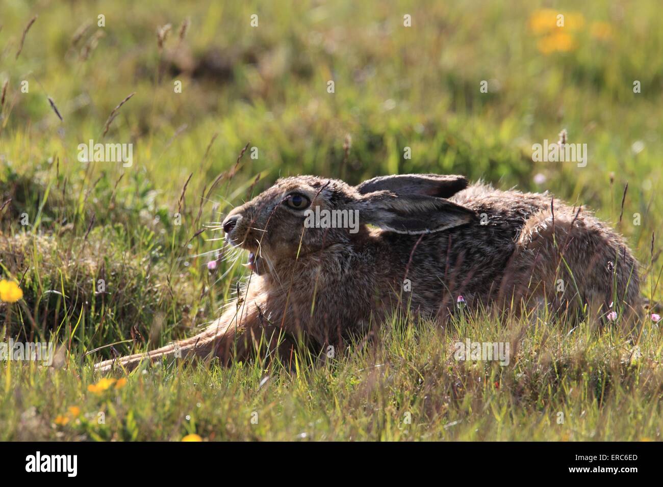 Hare side profile hi-res stock photography and images - Alamy