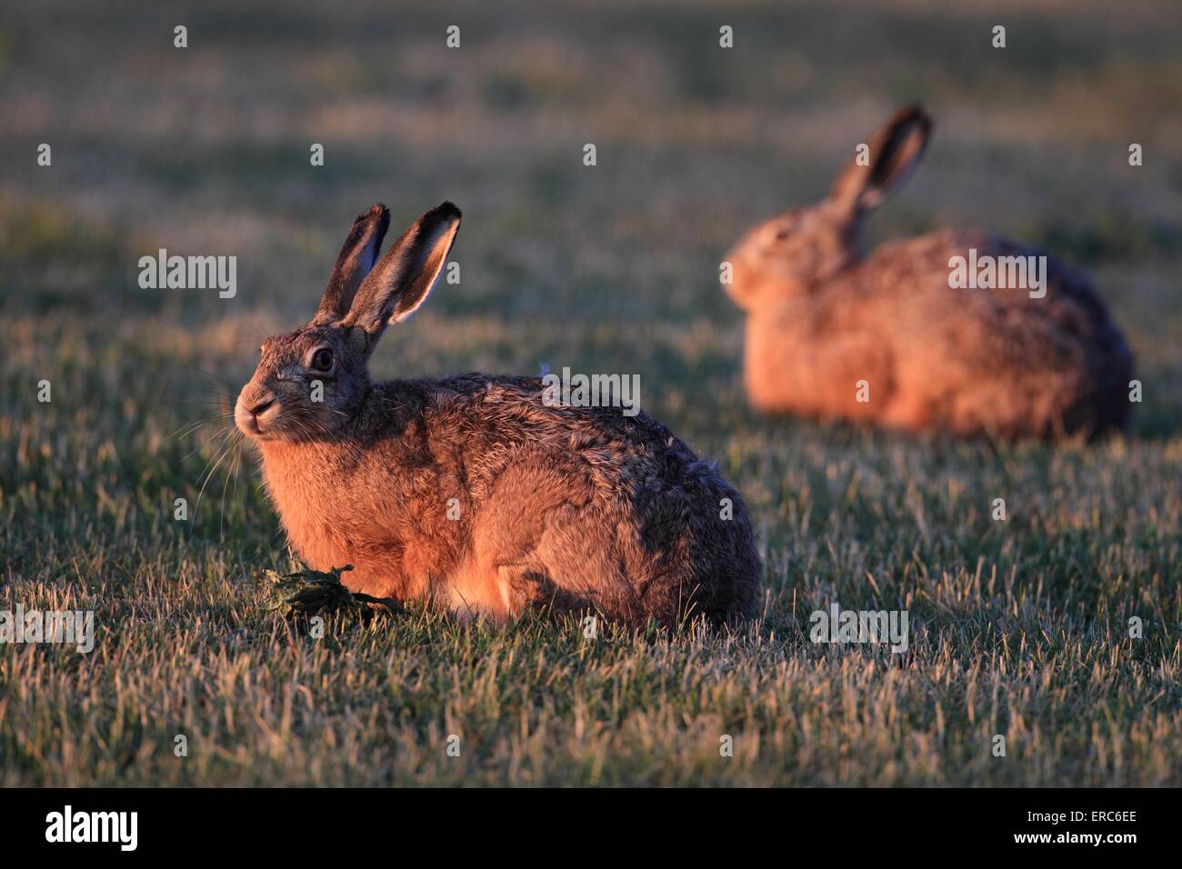 2 hares hi-res stock photography and images - Alamy