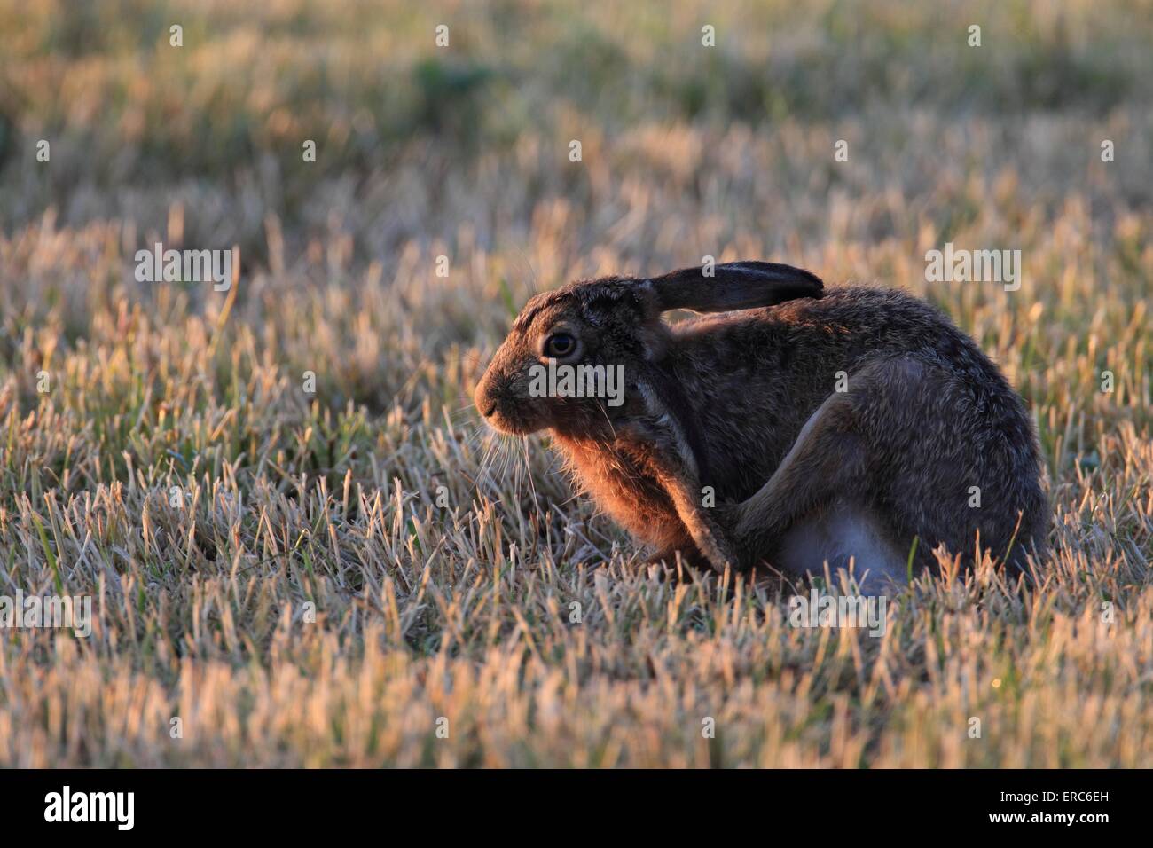 Hare scratching hi-res stock photography and images - Alamy