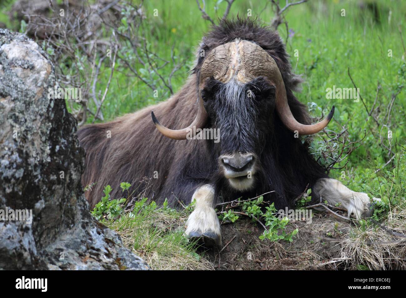 Musk oxes ovibos moschatus hi-res stock photography and images - Alamy