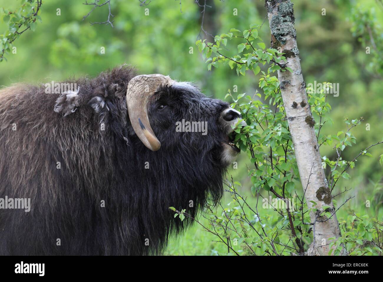 Ox heads hi-res stock photography and images - Alamy