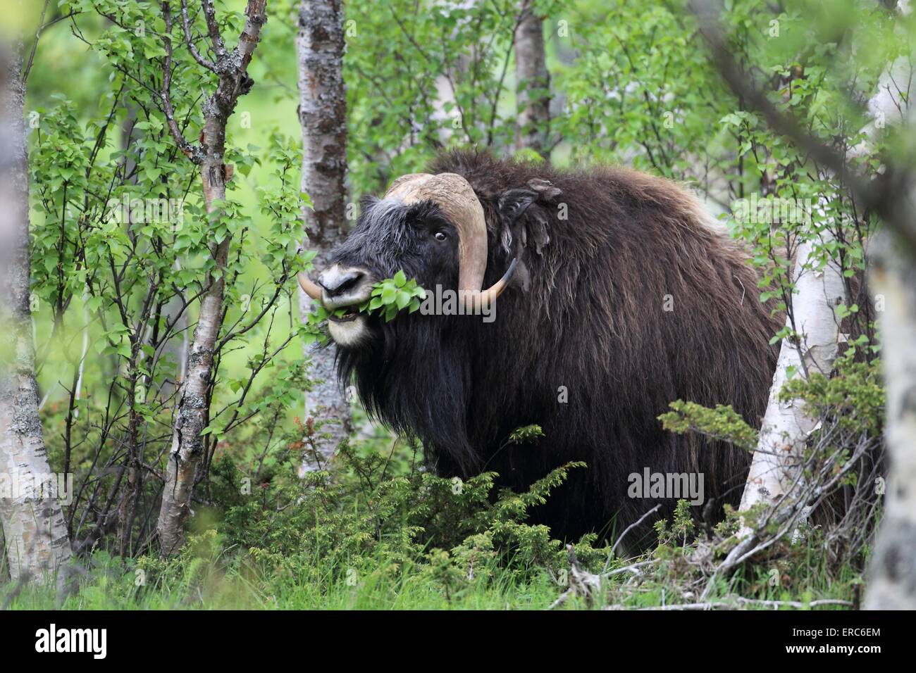 Musk ox side view hi-res stock photography and images - Alamy