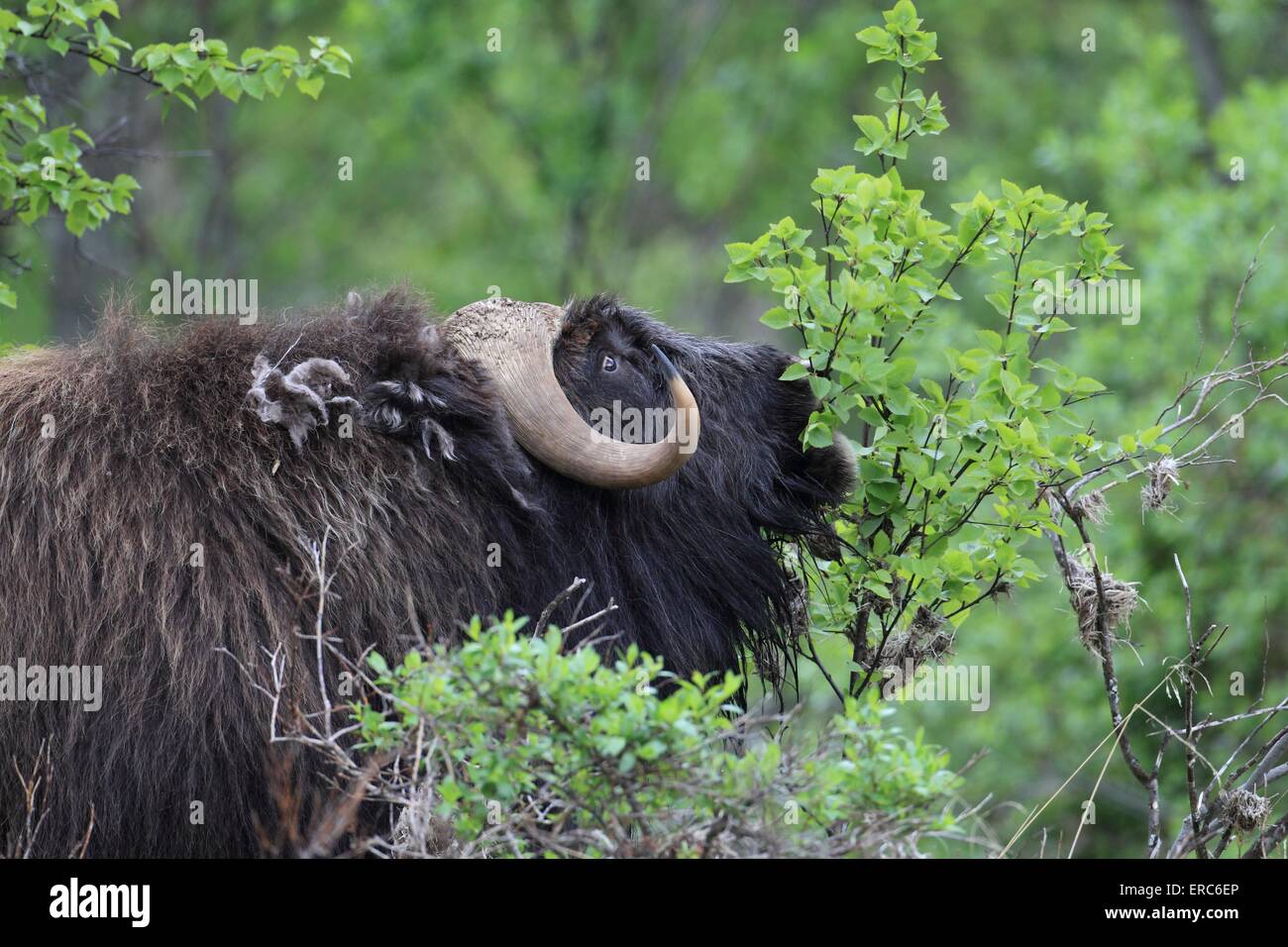 Ox Head Stock Photos & Ox Head Stock Images - Alamy