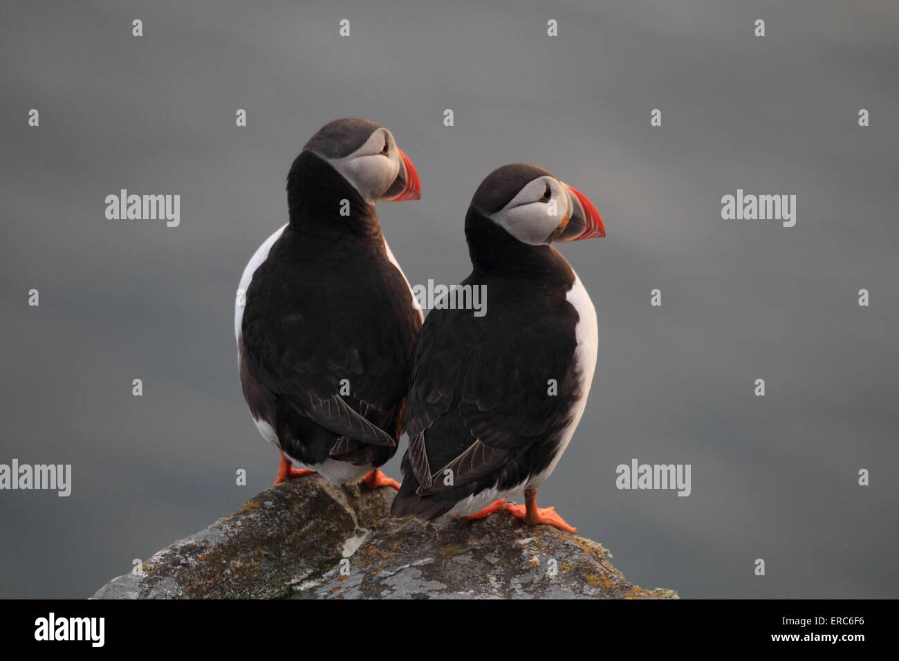 Landscape format of atlantic puffins hi-res stock photography and ...