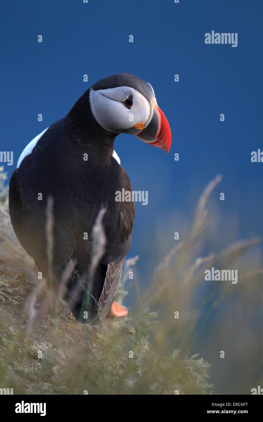 Puffin size hi-res stock photography and images - Alamy