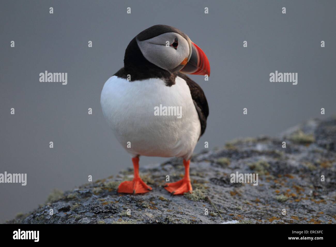 Landscape format of atlantic puffins hi-res stock photography and ...